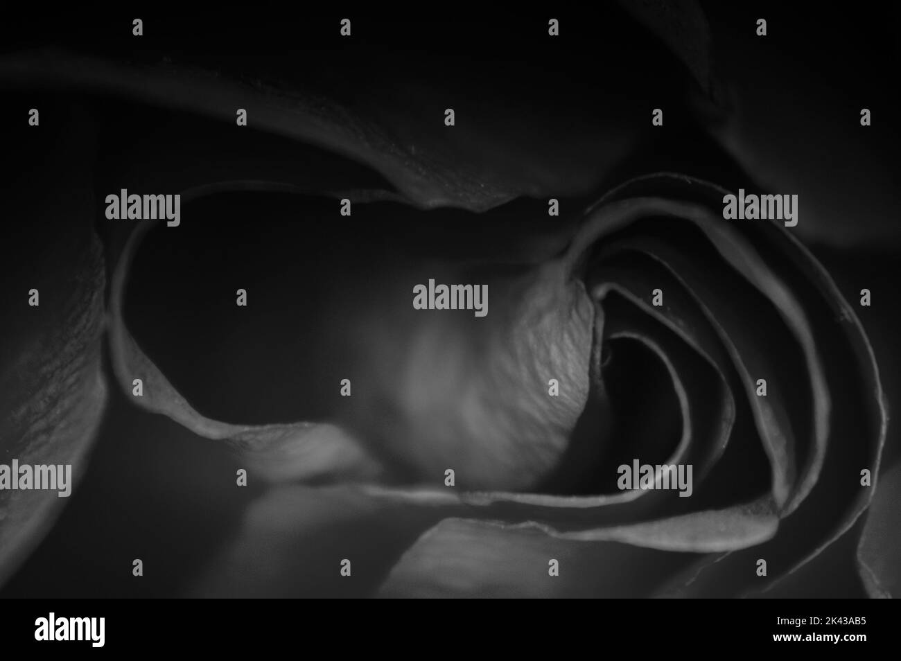 Fine Art of a close-up rose flower Stock Photo - Alamy