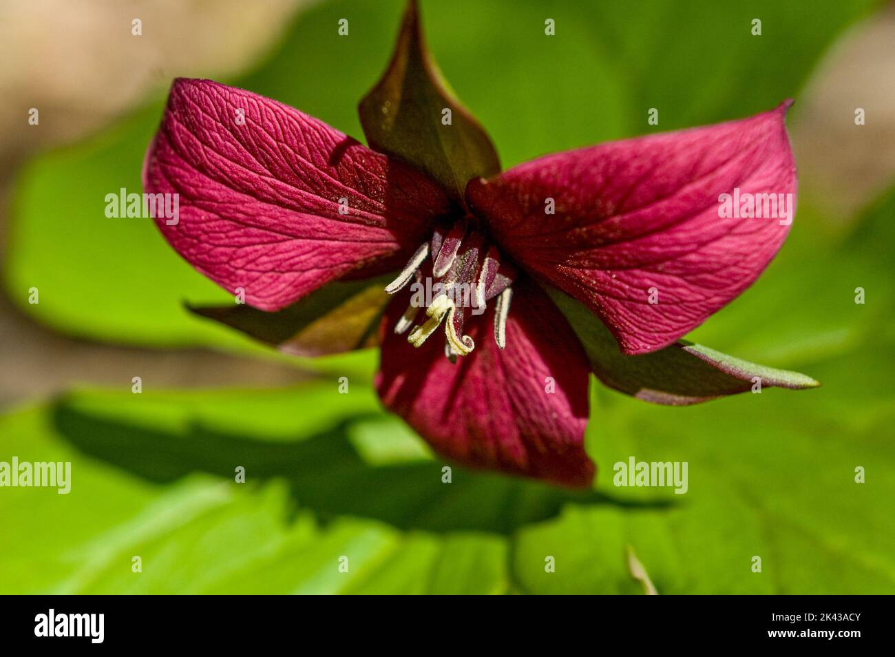 Birthroot hi-res stock photography and images - Alamy