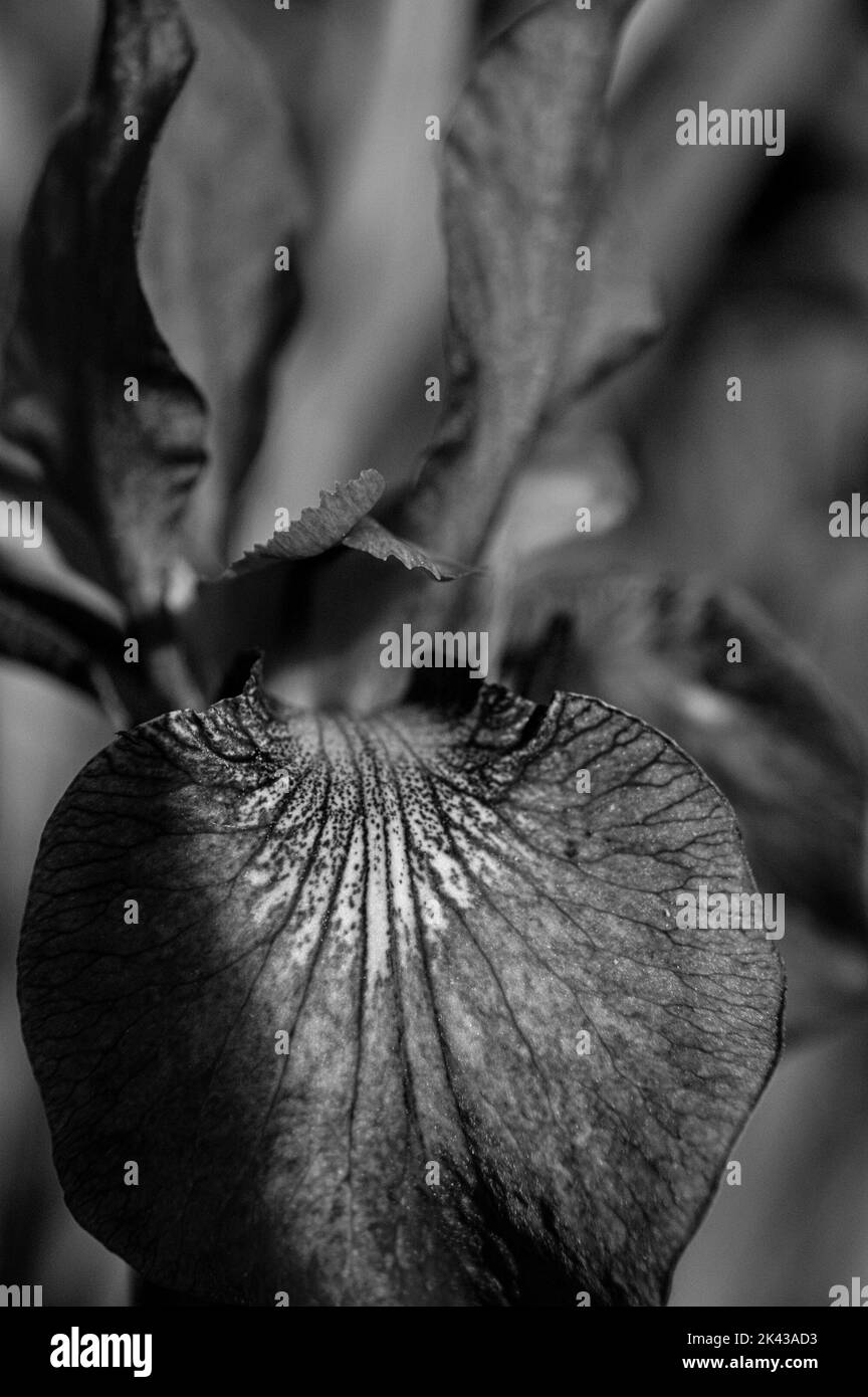 Fine Art Macro / Close-up of an Iris Flower Stock Photo - Alamy
