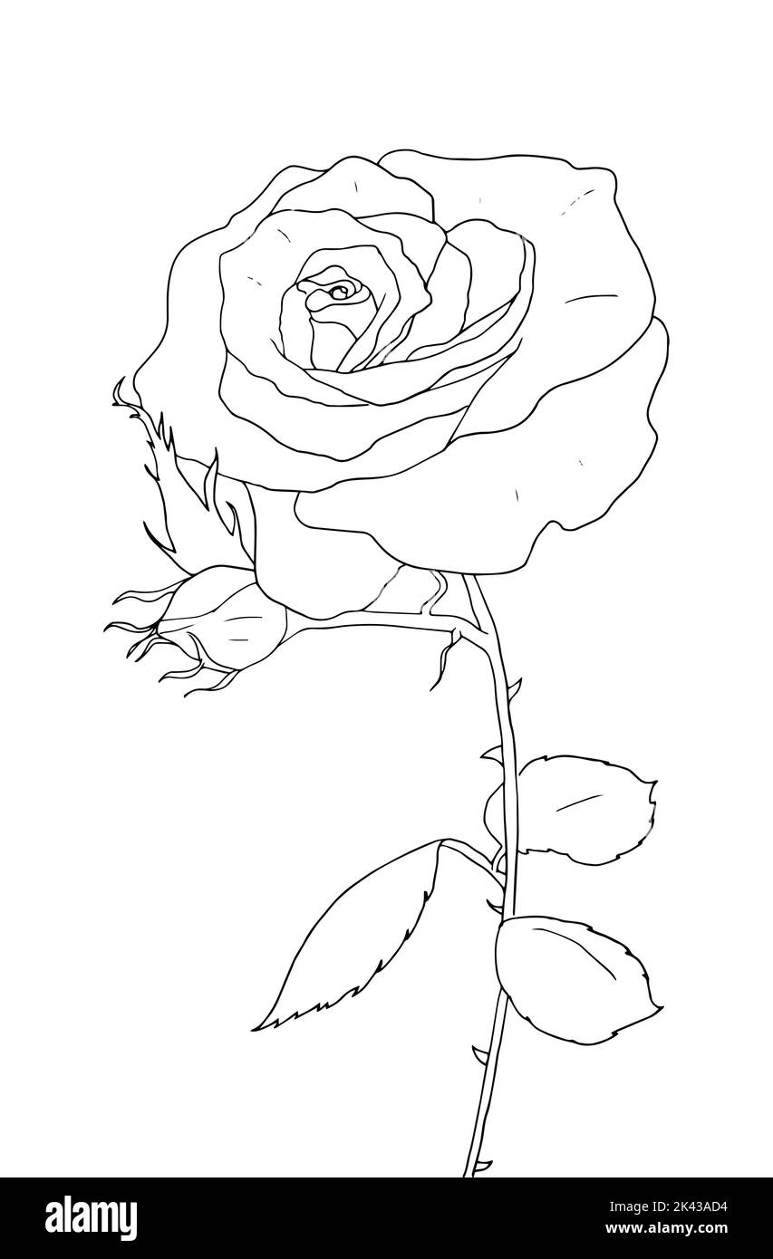 Black and white handdrawn outline vector coloring book page for adults ...