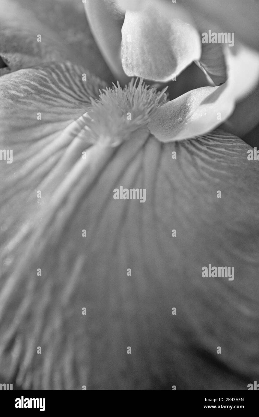 Fine Art Macro / Close-up of an Iris Flower Stock Photo - Alamy