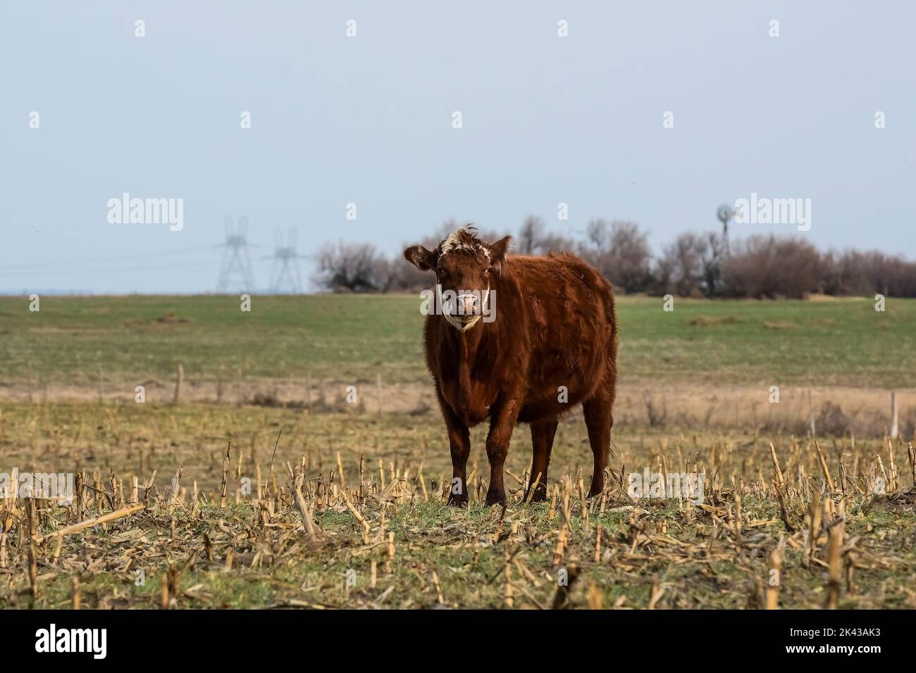 Cows raised with natural pastures, meat production in the Argentine ...