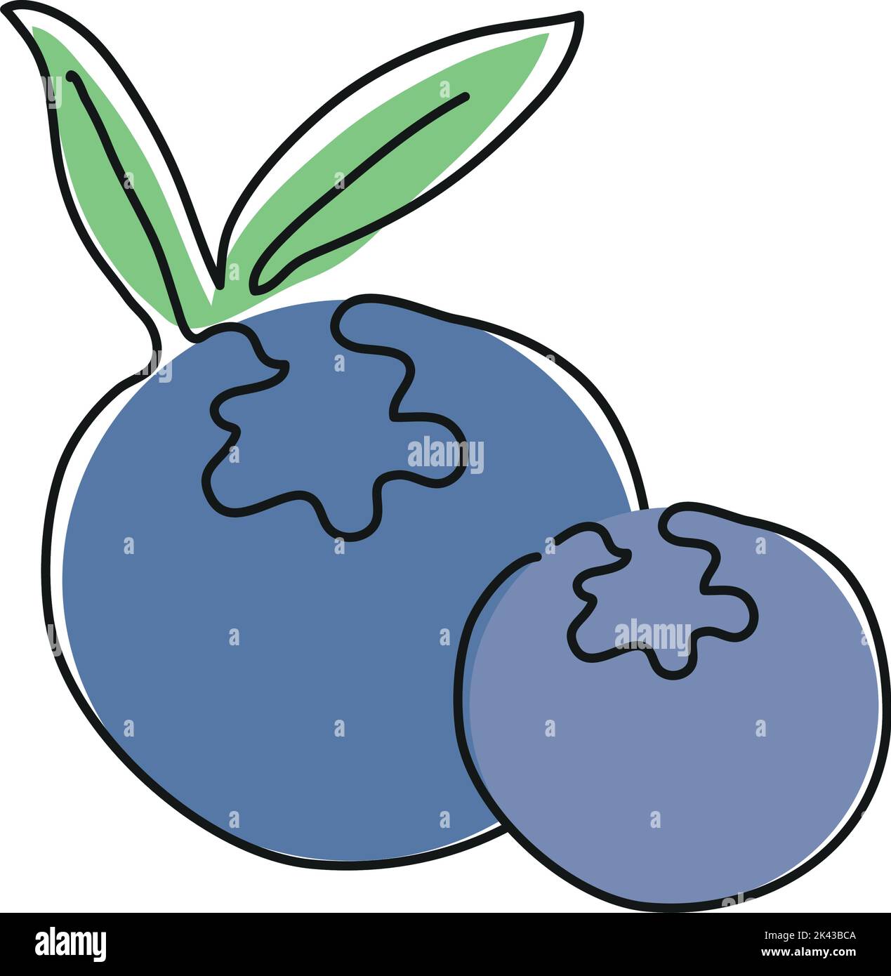 blueberry fruit line drawing Stock Vector Image & Art - Alamy