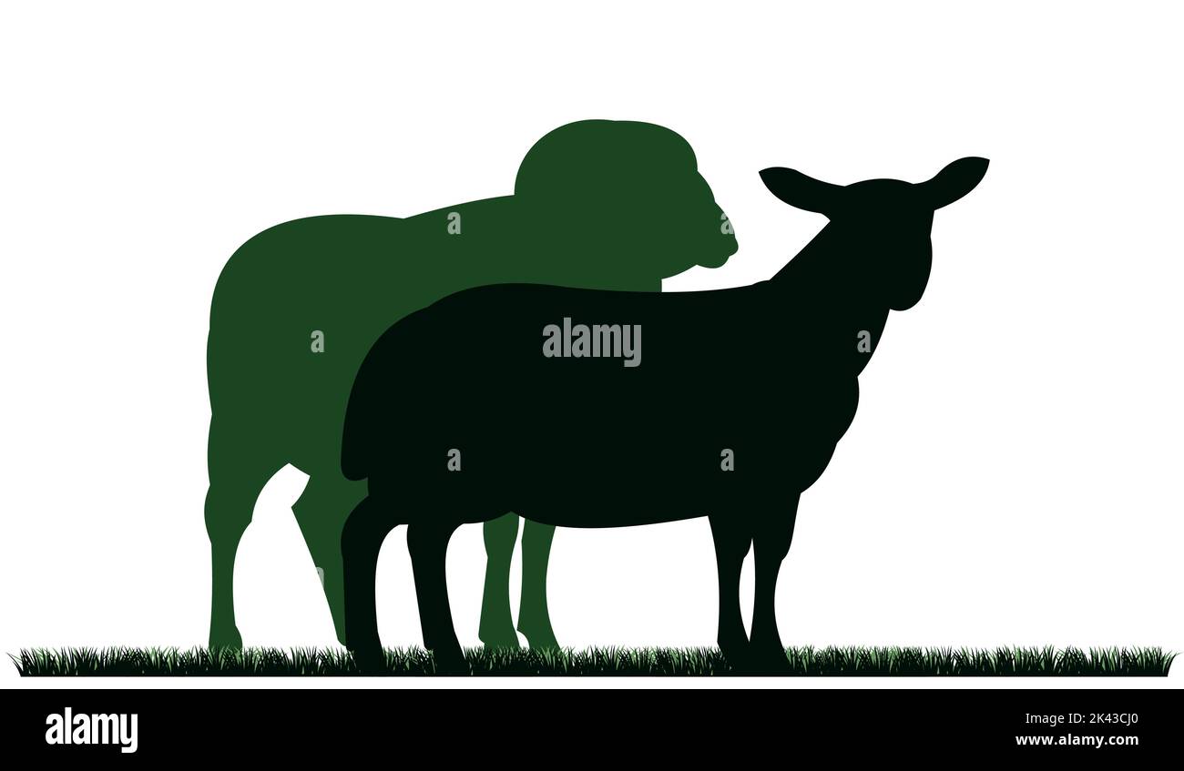 Sheep graze in pasture. Picture silhouette. Farm pets. Domestic animals ...