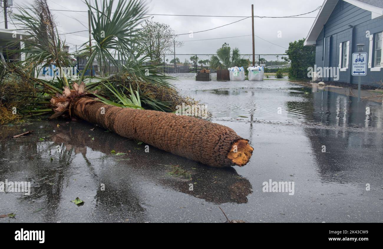 Winter Haven, Florida, USA. 29th Sep, 2022. A palm tree blown over during Hurricane Ian sits in ...