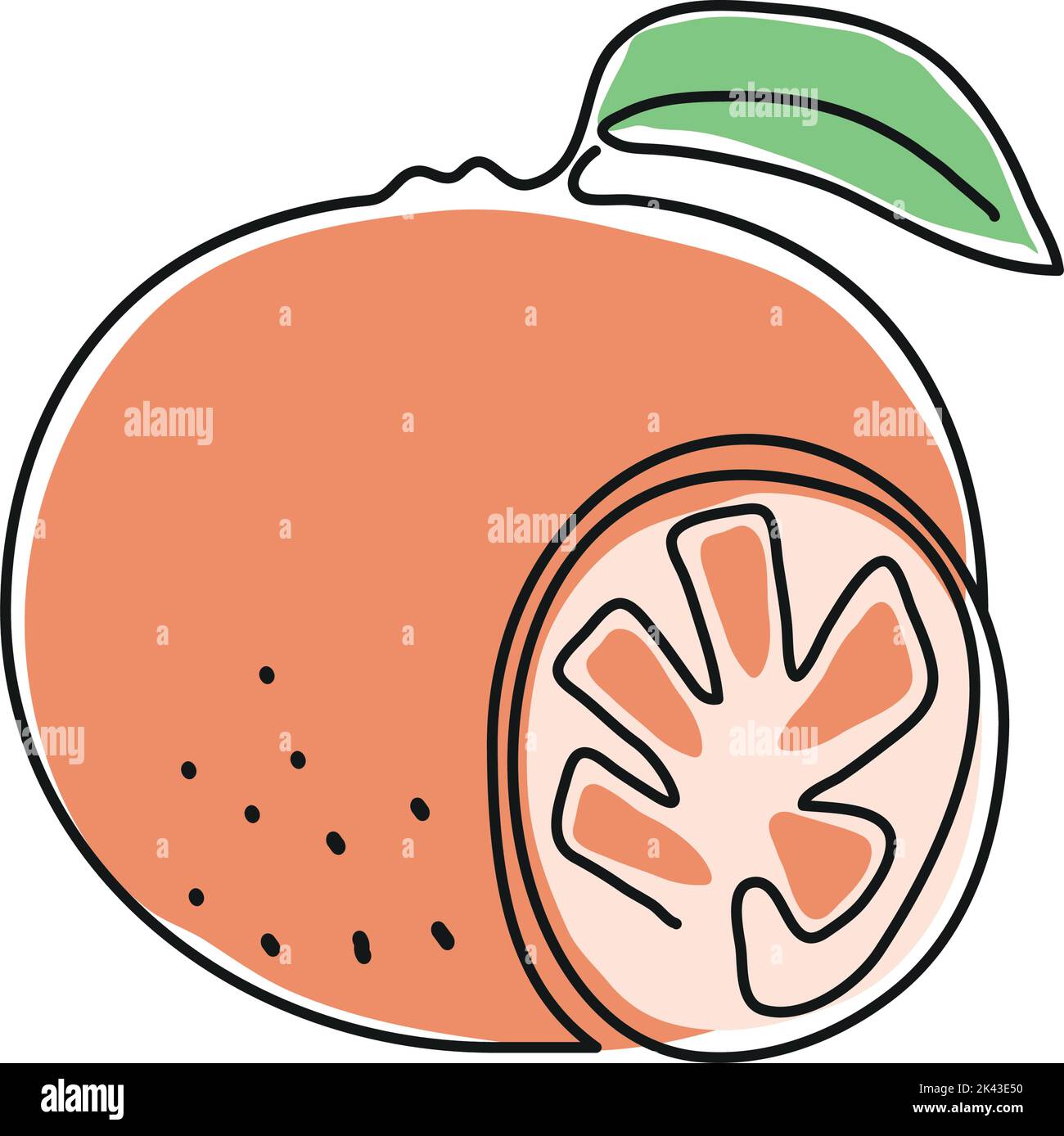 orange fruit line drawing Stock Vector Image & Art - Alamy