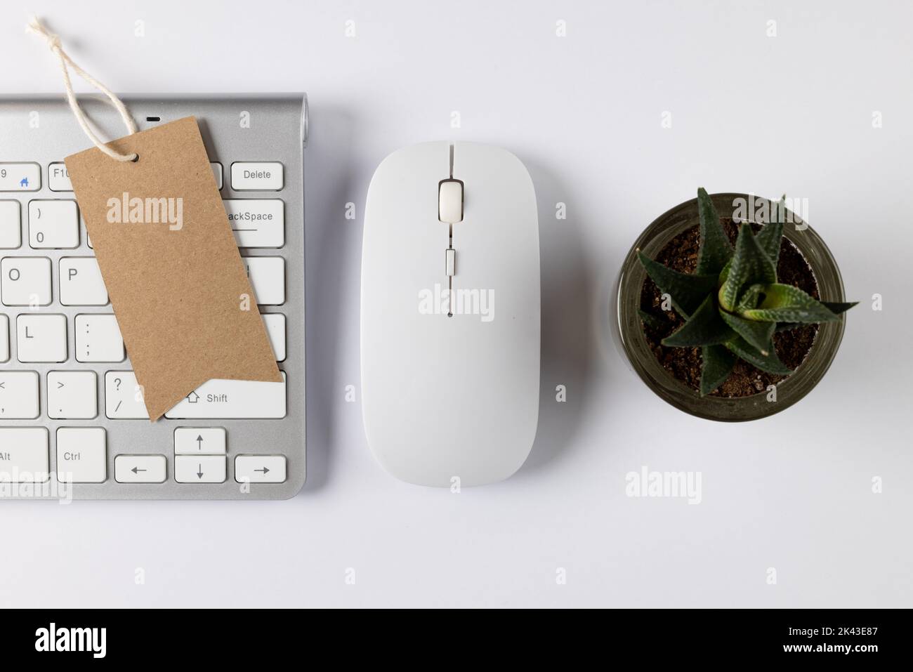 Composition of keyboard, mouse and plant on white background Stock ...