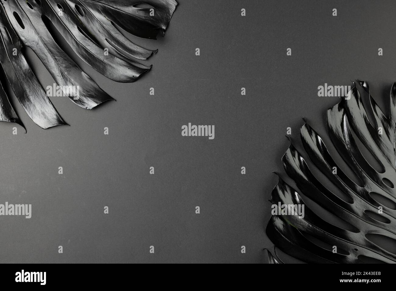 Composition of black lush leaves with copy space on gray background ...