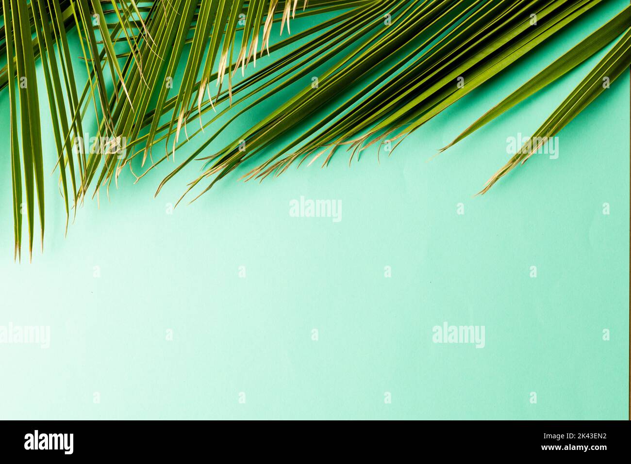 Animation of green lush leaves over green background with copy space ...