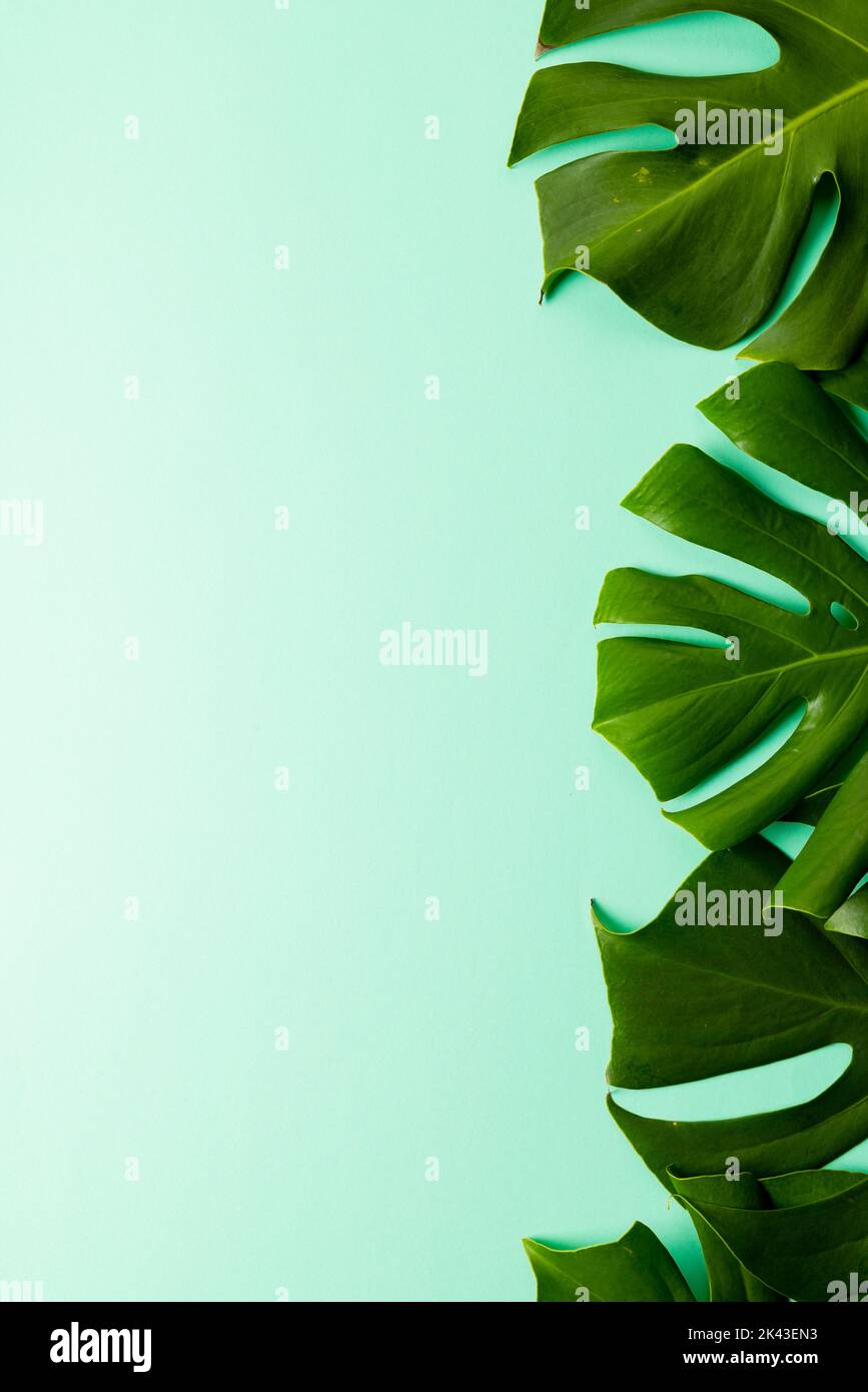 Animation of green lush leaves over green background with copy space ...