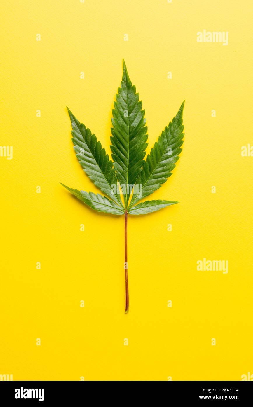 Vertical image of marihuana leaf lying on white background Stock Photo ...