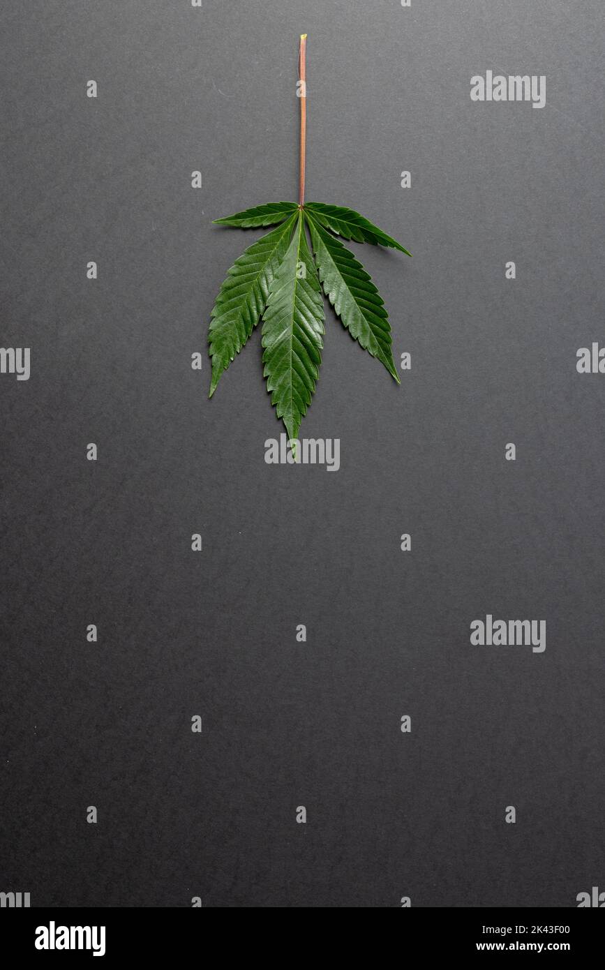 Vertical image of marihuana leaf on grey surface Stock Photo - Alamy