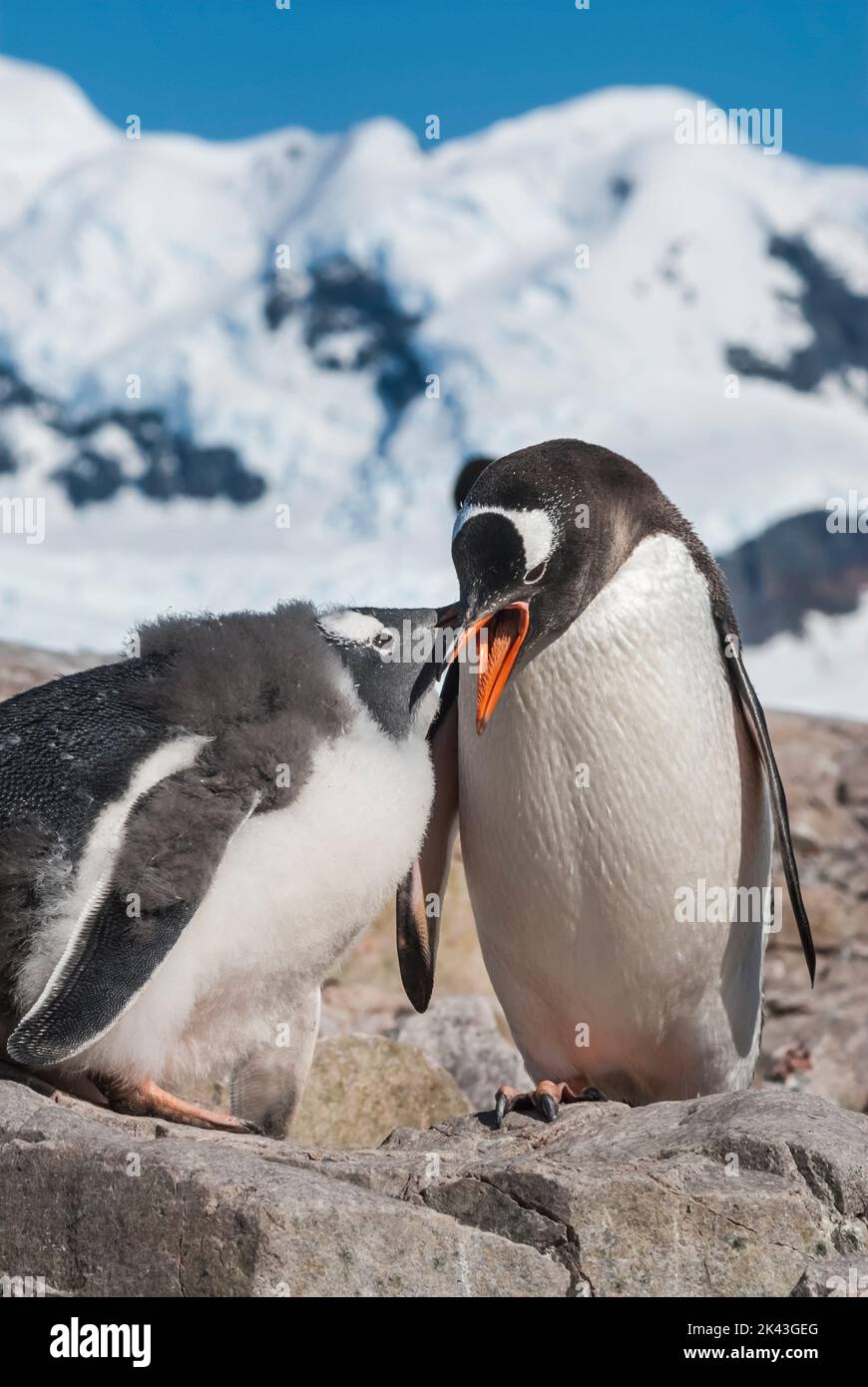 Gentoo penguin two specimens flapping their wings, Antarctic peninsula ...