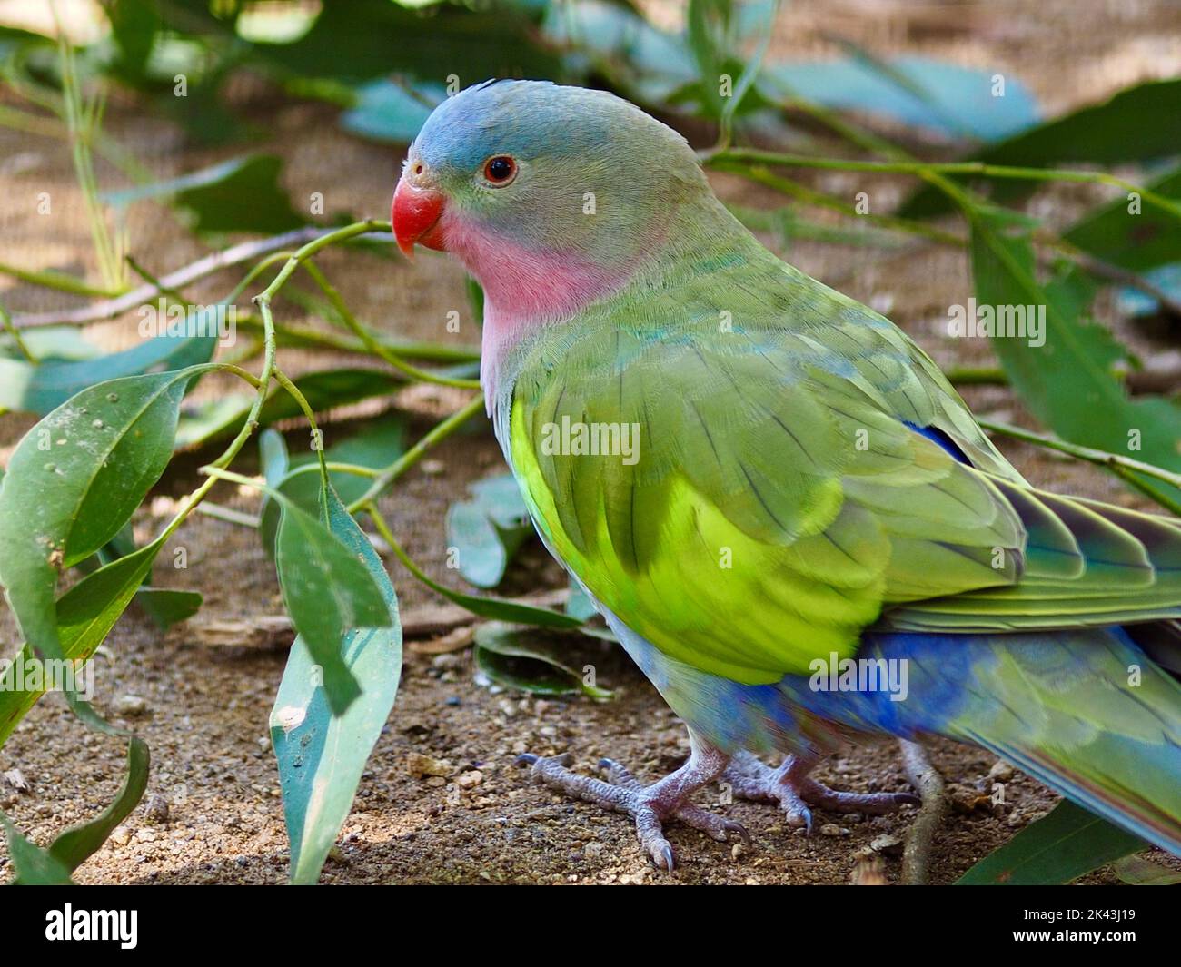 Alexandras parakeet hi-res stock photography and images - Alamy