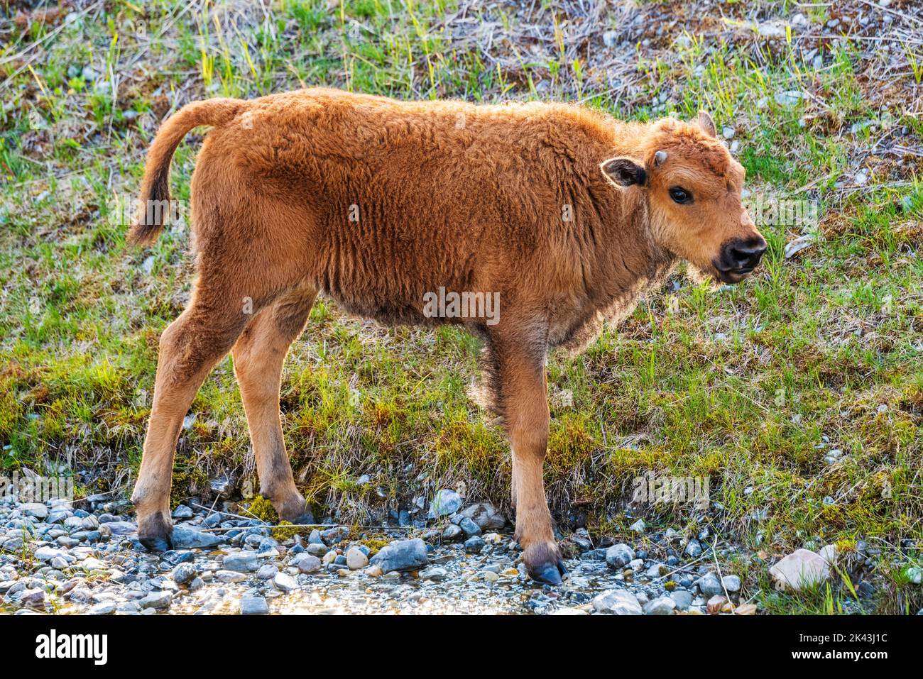 Cute baby buffalo hi-res stock photography and images - Alamy