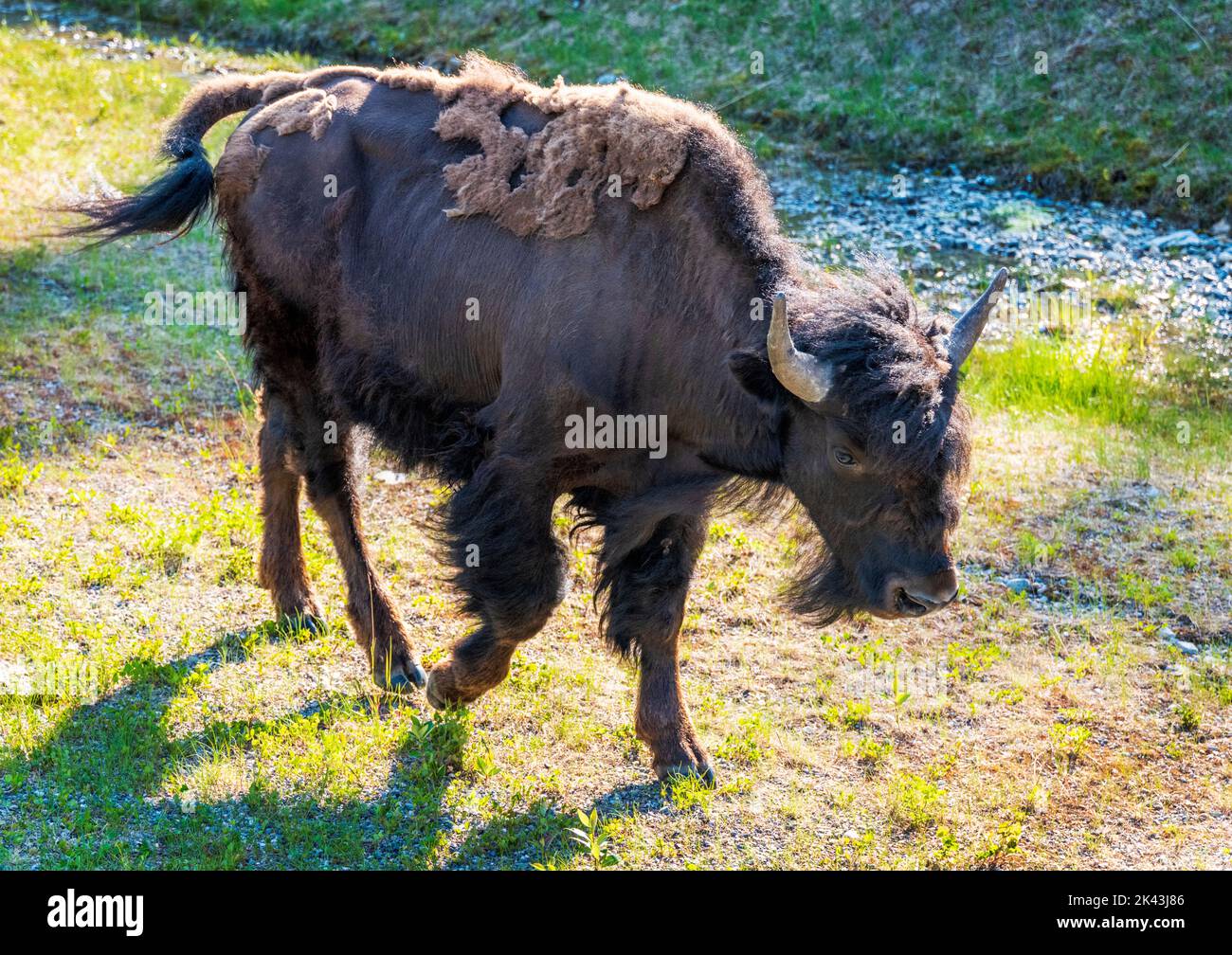 Wood Bison bull; Alaska Highway; British Columbia; Canada Stock Photo ...