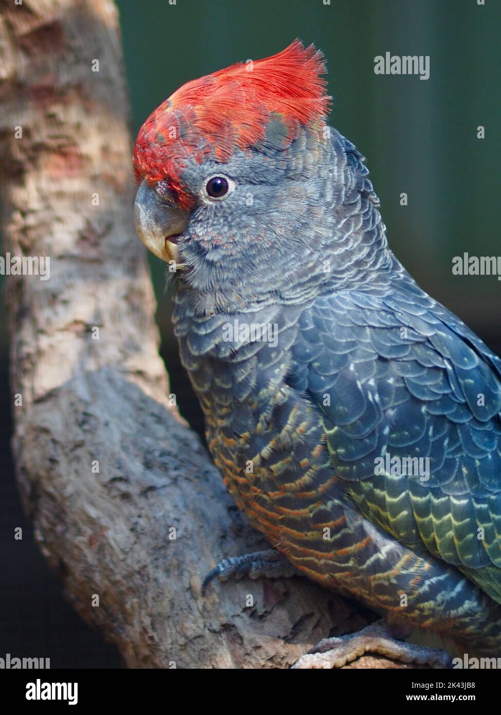 Attractive fetching male Gang-Gang Cockatoo in dazzling beauty Stock ...