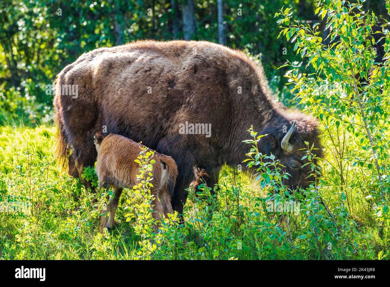 Female cow Wood Bison with young calf; Alaska Highway; British Columbia ...