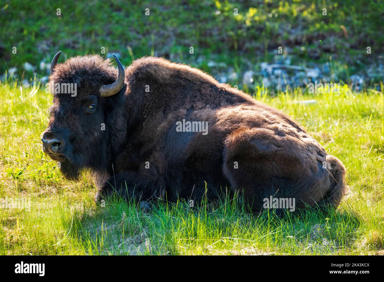 Protected british mammal hi-res stock photography and images - Alamy