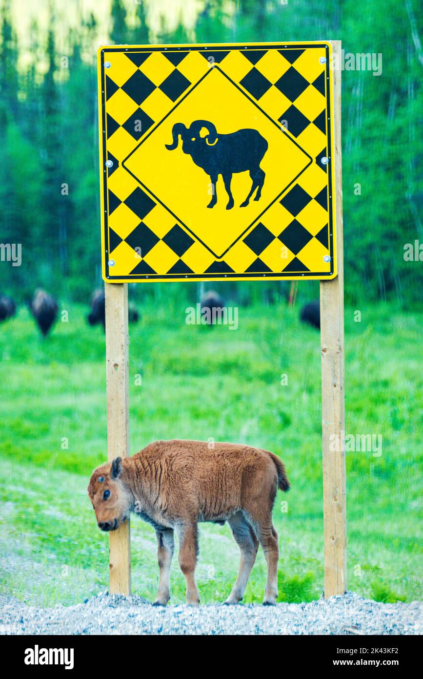 Baby calf Wood Bison under sheep road sign; Alaska Highway; British ...