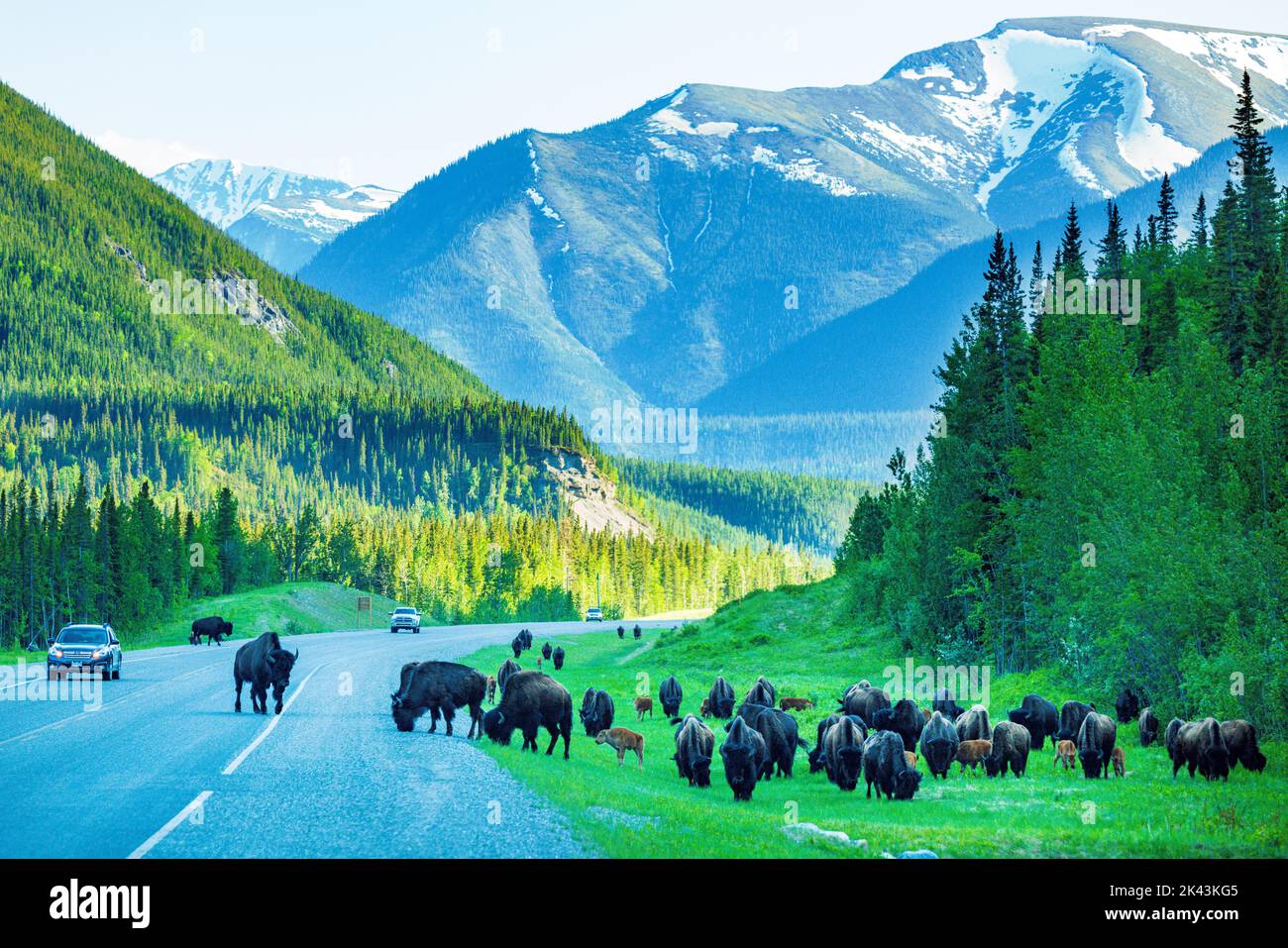 Female cows Wood Bison with young calves; Alaska Highway; British ...