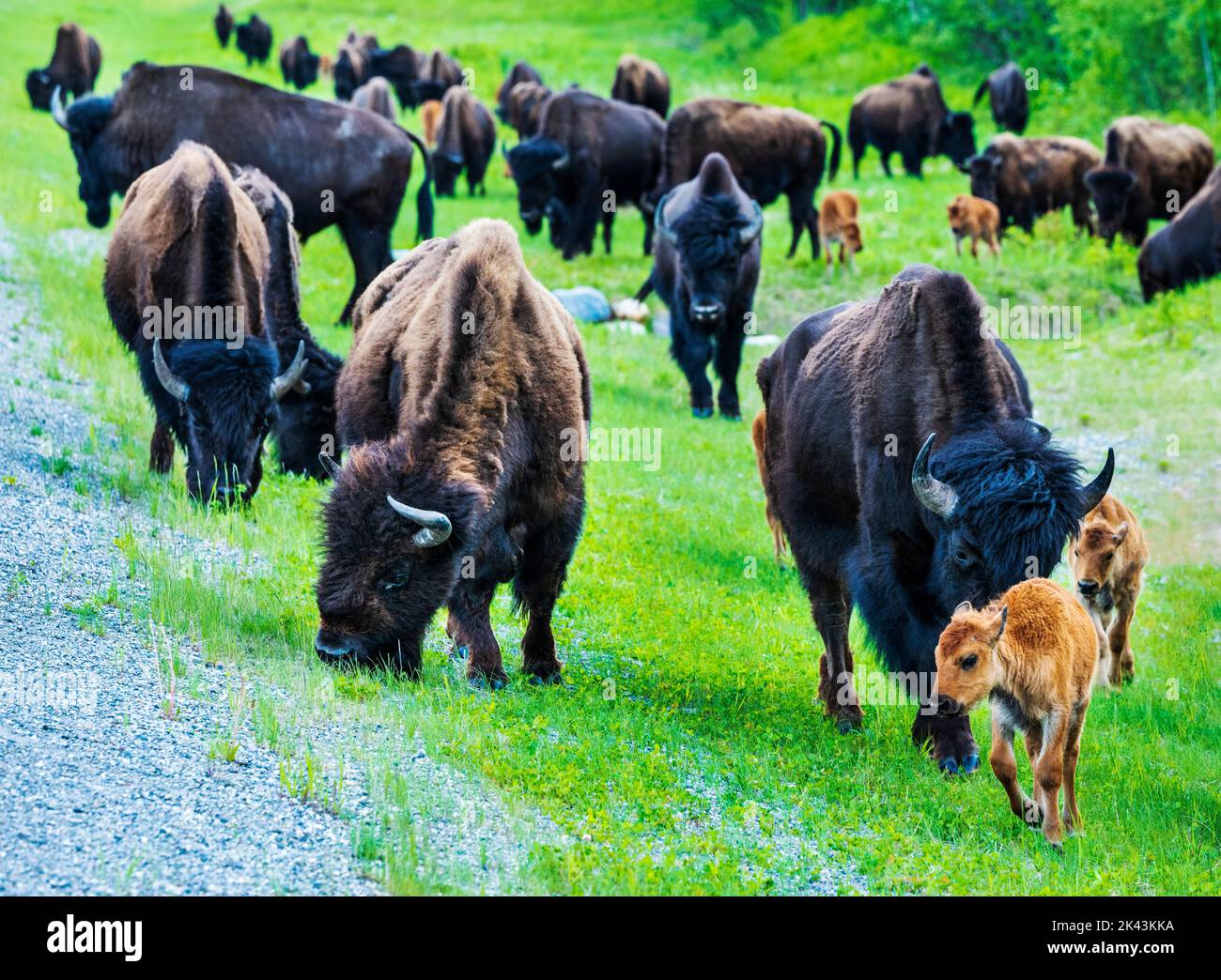 Female cow Wood Bison with young calf; Alaska Highway; British Columbia ...