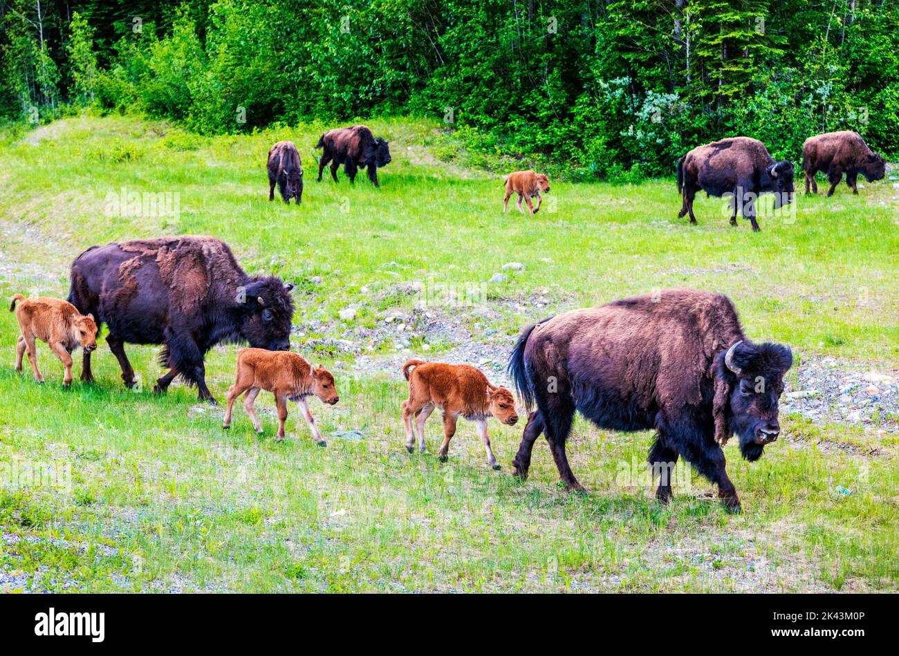 Female cow Wood Bison with young calf; Alaska Highway; British Columbia ...