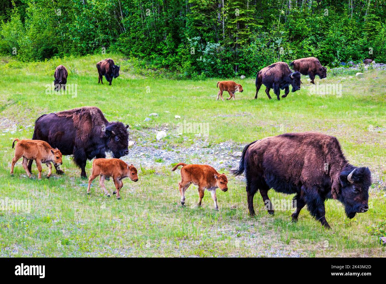 Female cow Wood Bison with young calf; Alaska Highway; British Columbia ...