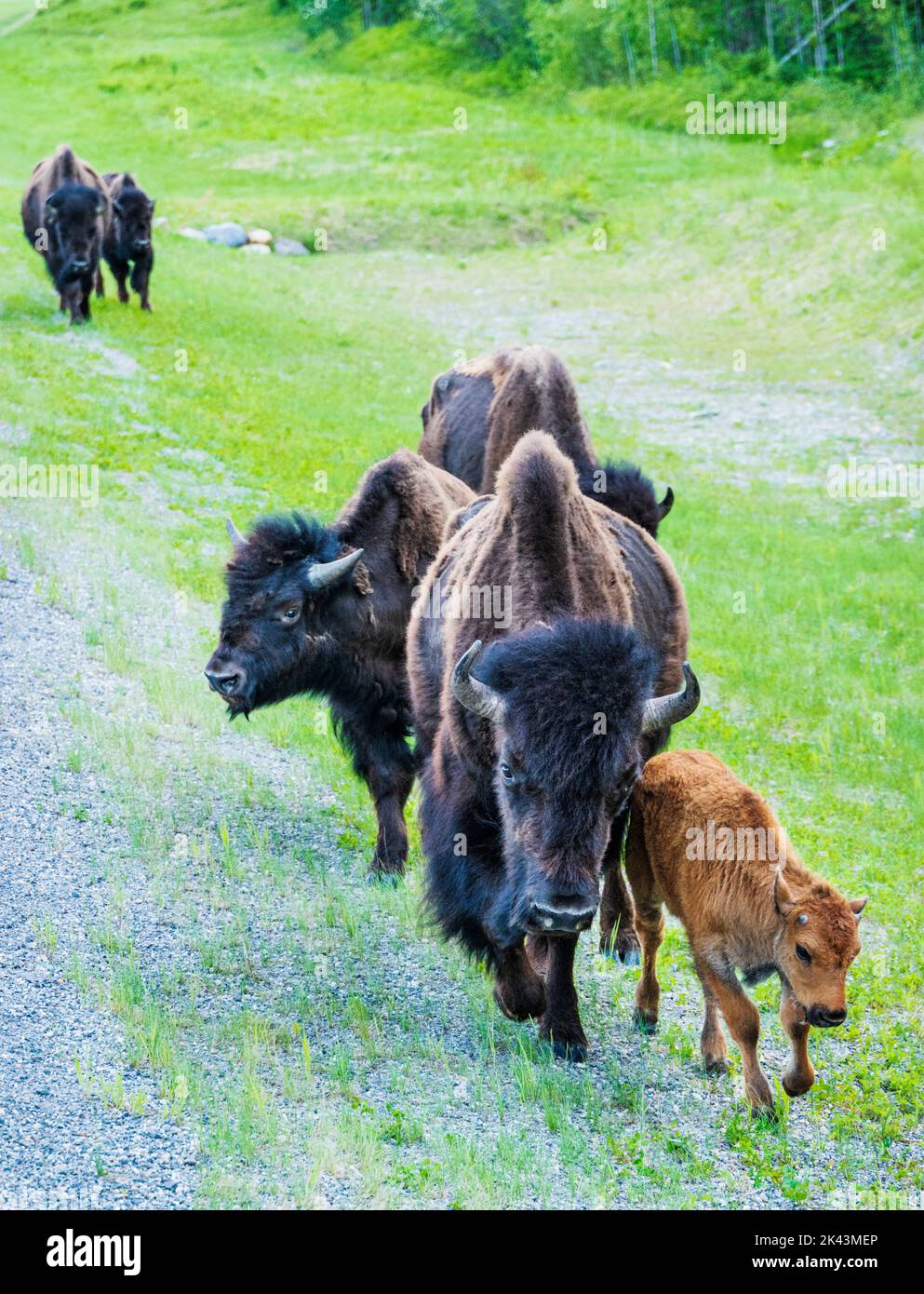 Female cow Wood Bison with young calf; Alaska Highway; British Columbia ...