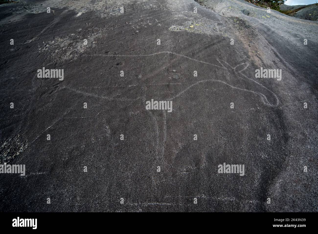 8700 years ago stoneage hunters carved some three meter long Elk near ...