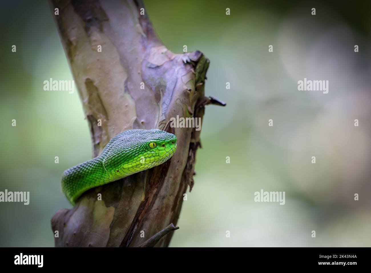 Close up photo of a Green Pit viper (Trimeresurus macrops Stock Photo ...
