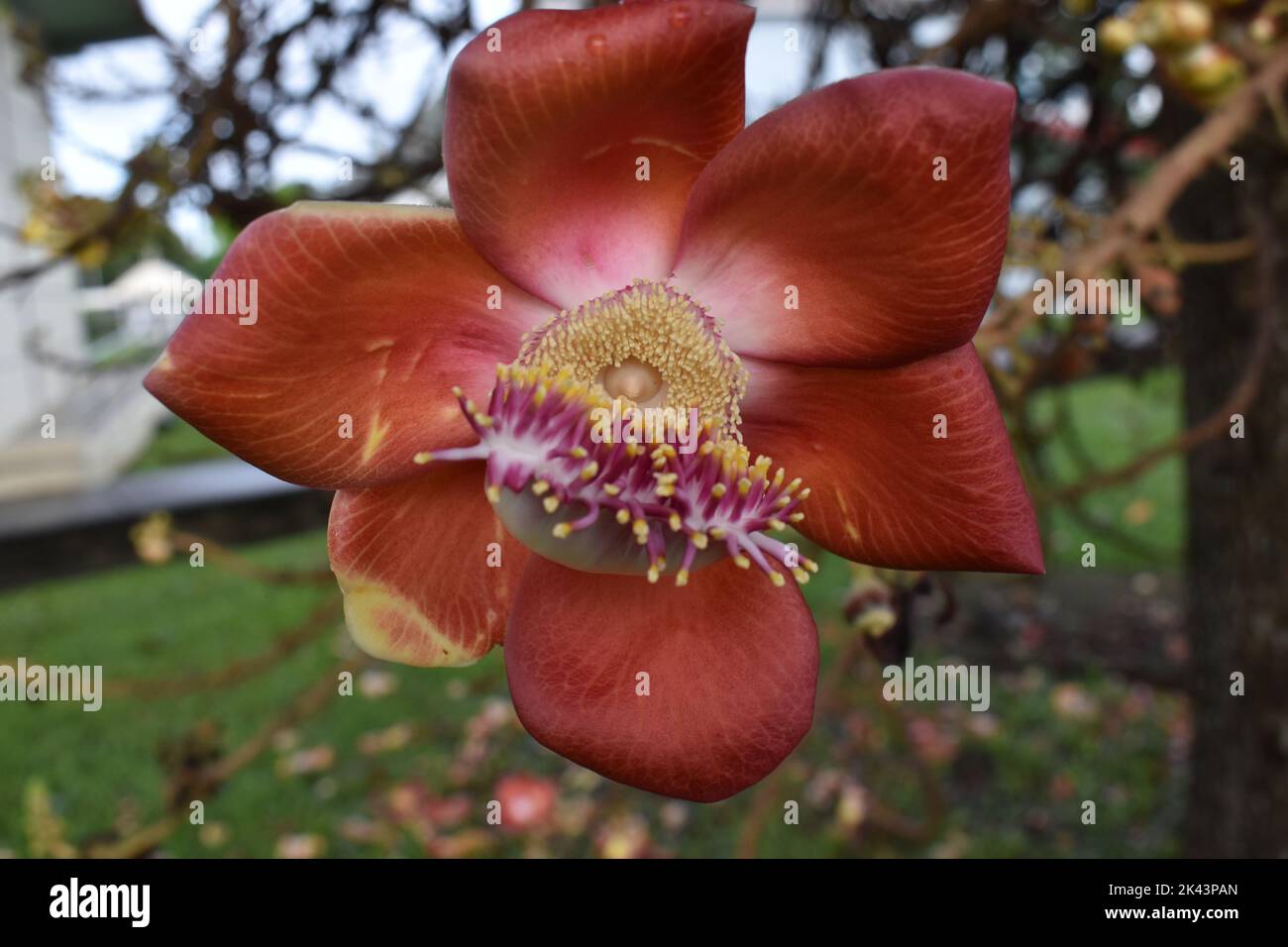 A Cannon Ball Flower on a Tree in Trinidad, West Indies Stock Photo - Alamy