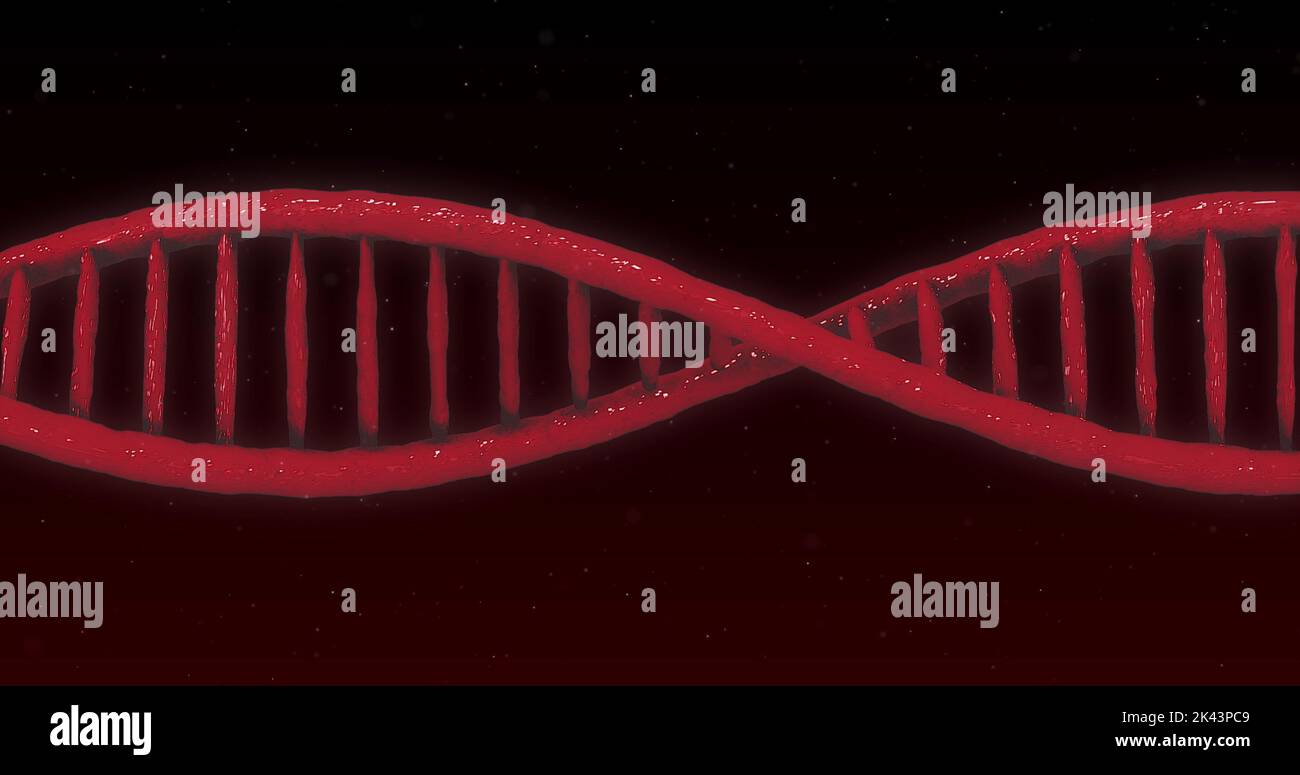 Image of red glowing double helix DNA strand spinning on red background ...