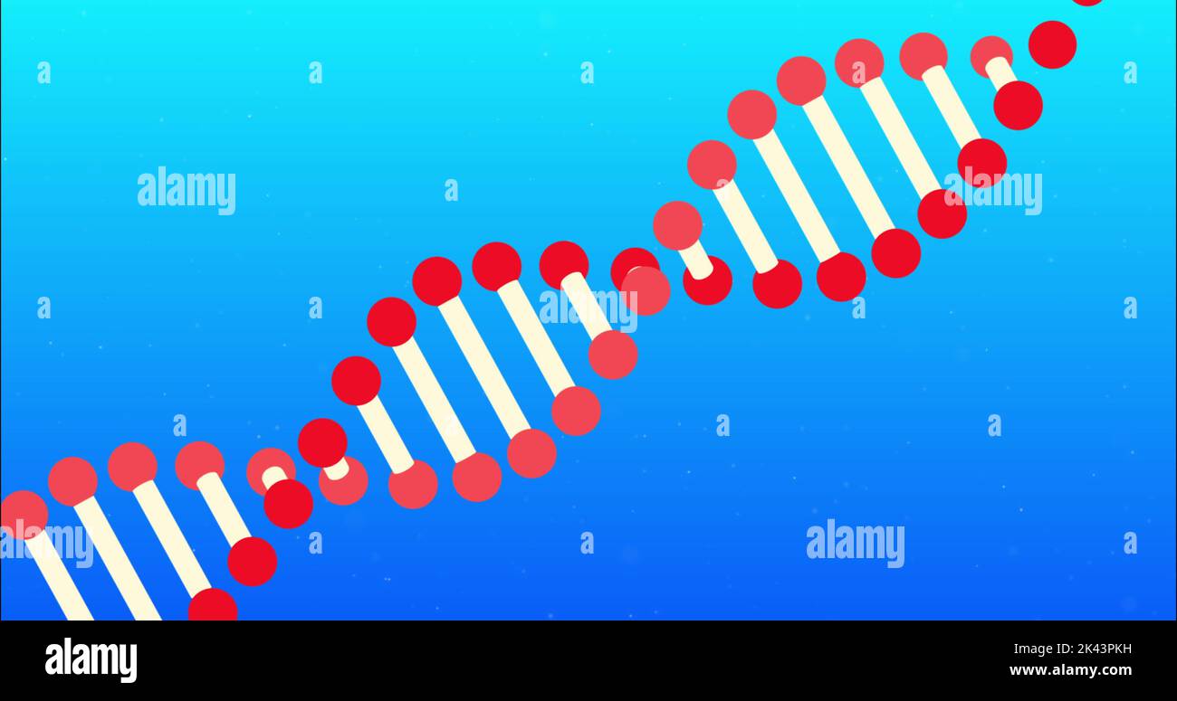 Image of red and white 3D double helix DNA strand spinning on blue ...