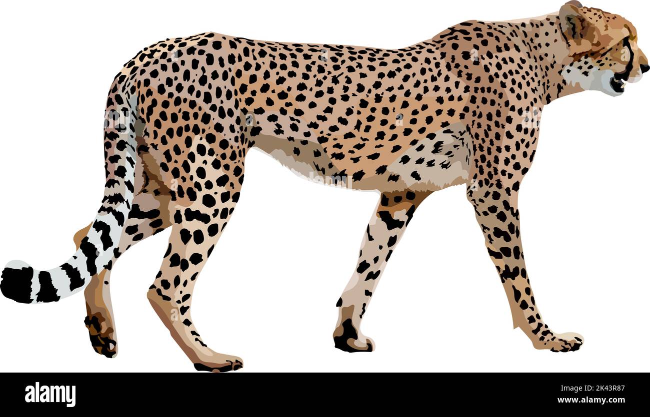 Realistic illustration of a cheetah vector illustration Stock Vector ...