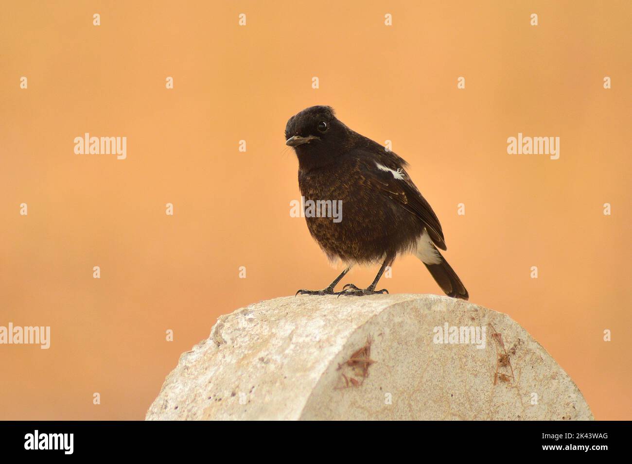 Pied Bush Chat perched on a concrete milestone in the Bagan ...