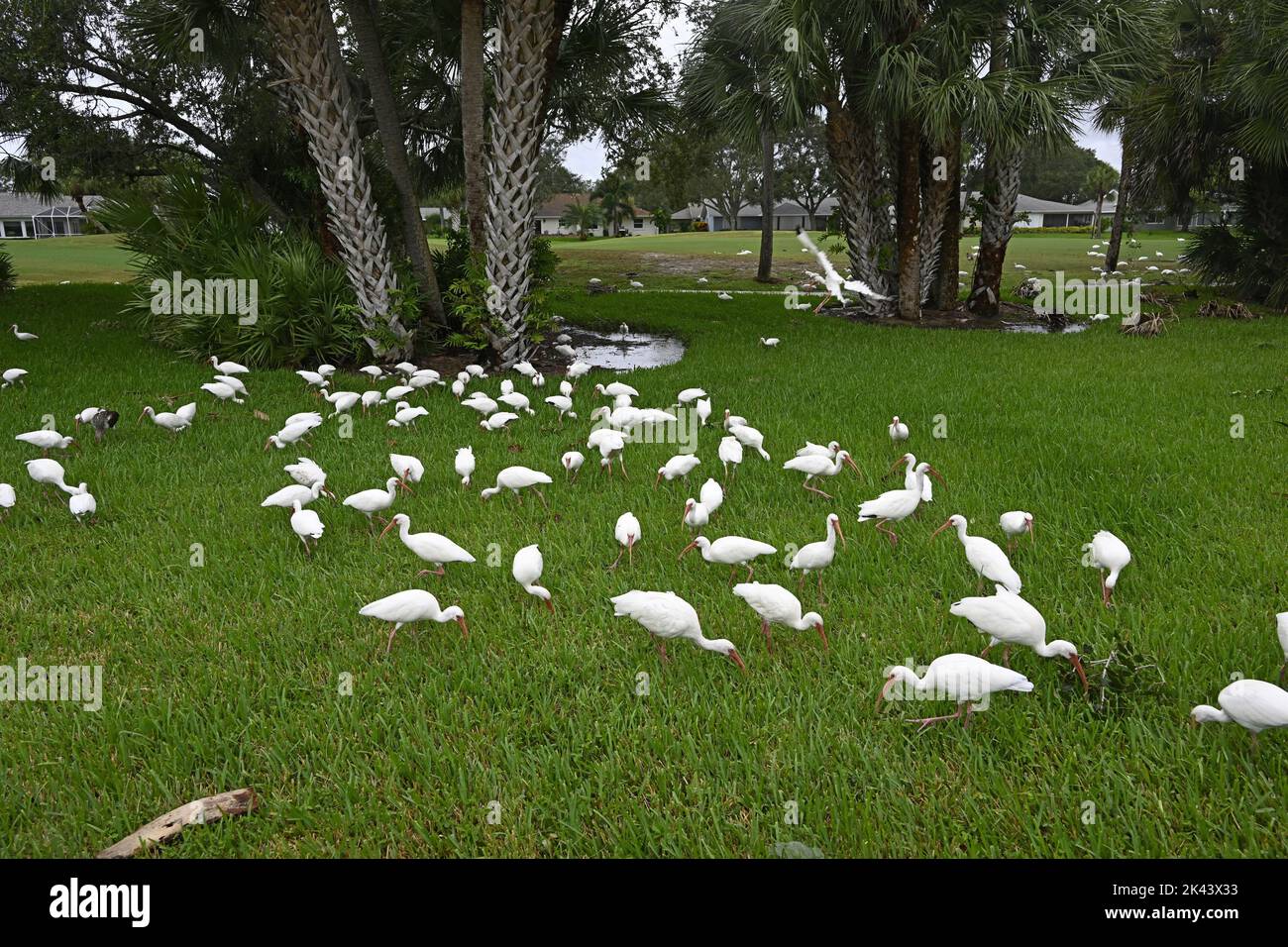 Orlando, Florida, September 29, 2022. Hurricane Ian dropped over a foot ...