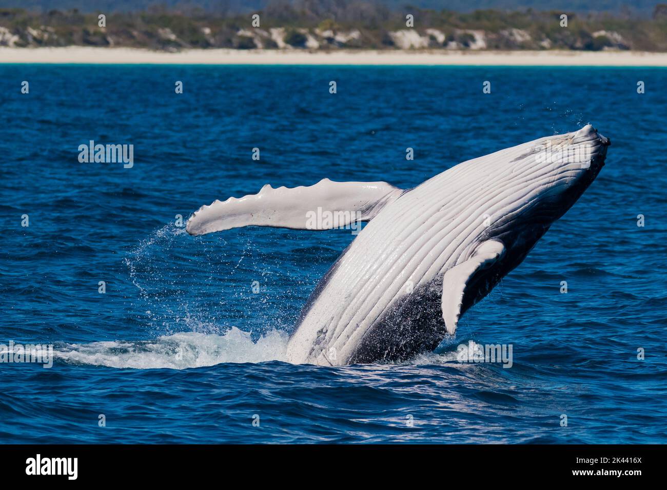 Humpback whale calf learning to breach Stock Photo - Alamy