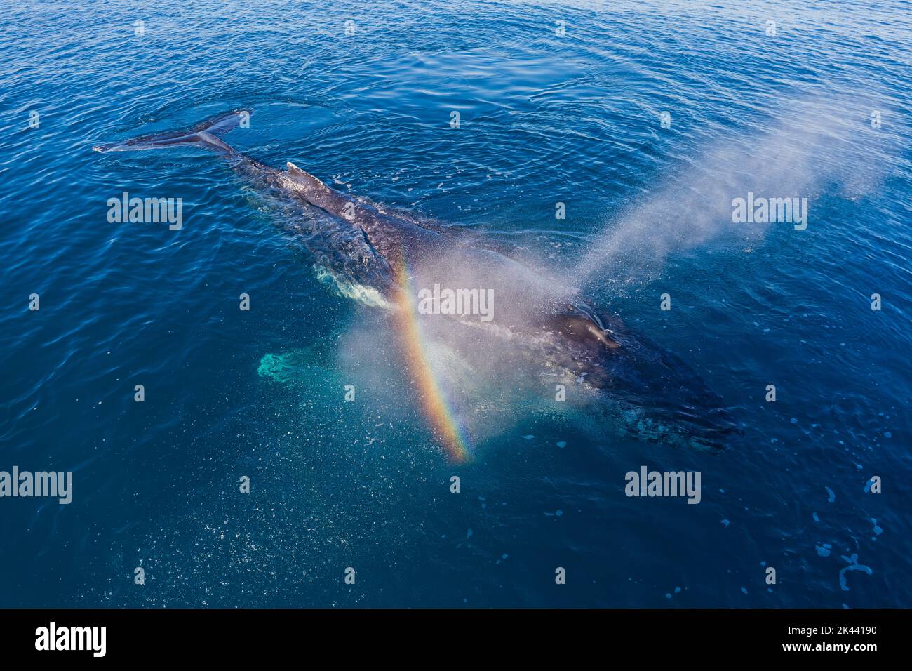 Humpback whale blowing a rainbow in glassy water Stock Photo - Alamy
