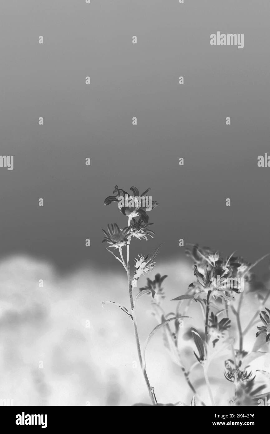 Beautiful wild sunflower growing in the morning meadow in a black and ...