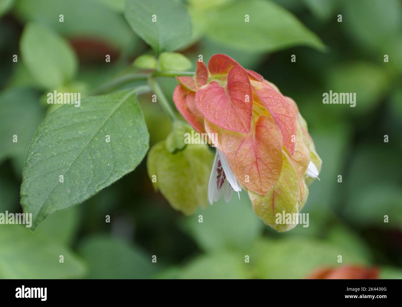 A unique shape and red flower of Shrimp plant with flowers that ...