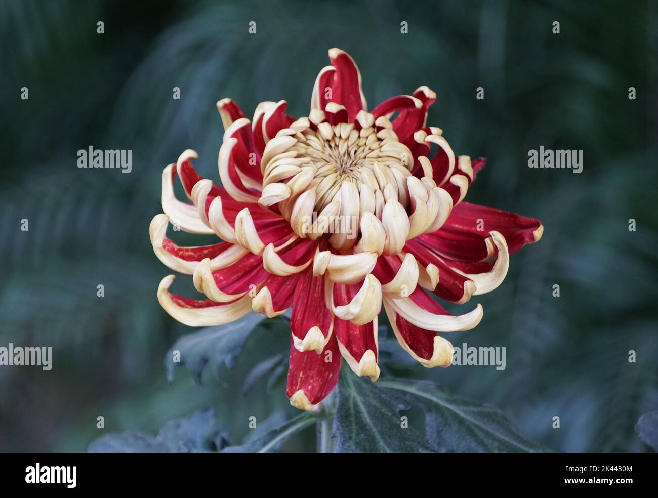 The red and light yellow color of irregular incurve mum 'Crimson Tide ...