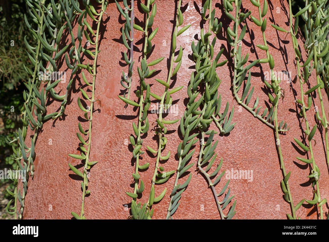 The popular String of Dolphins plant on a brown ceramic pot Stock Photo ...