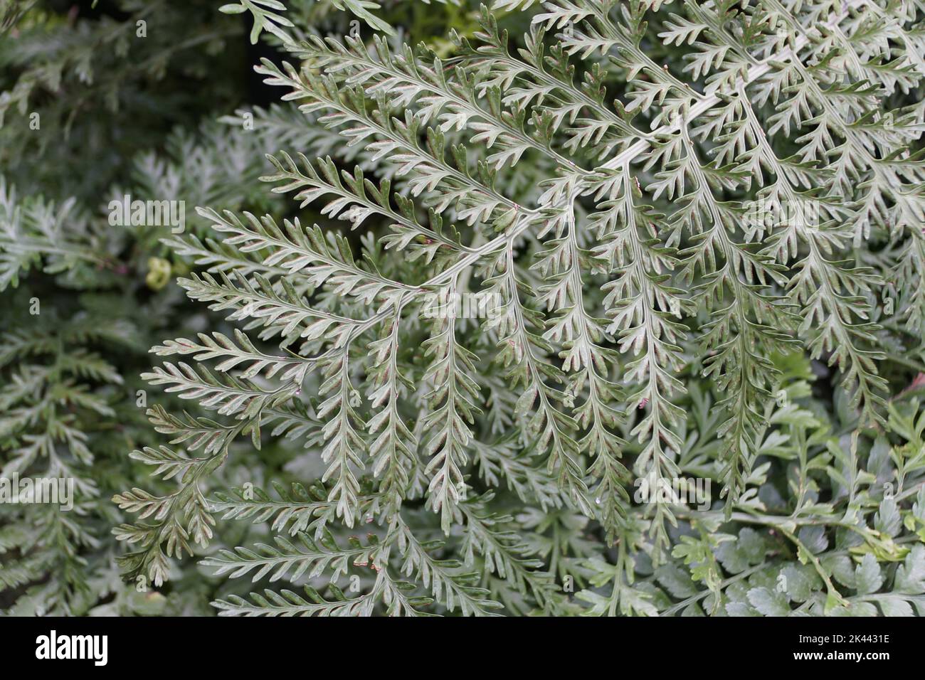 The Hybrid Spleenwort plants, also known with scientific name Asplenium ...