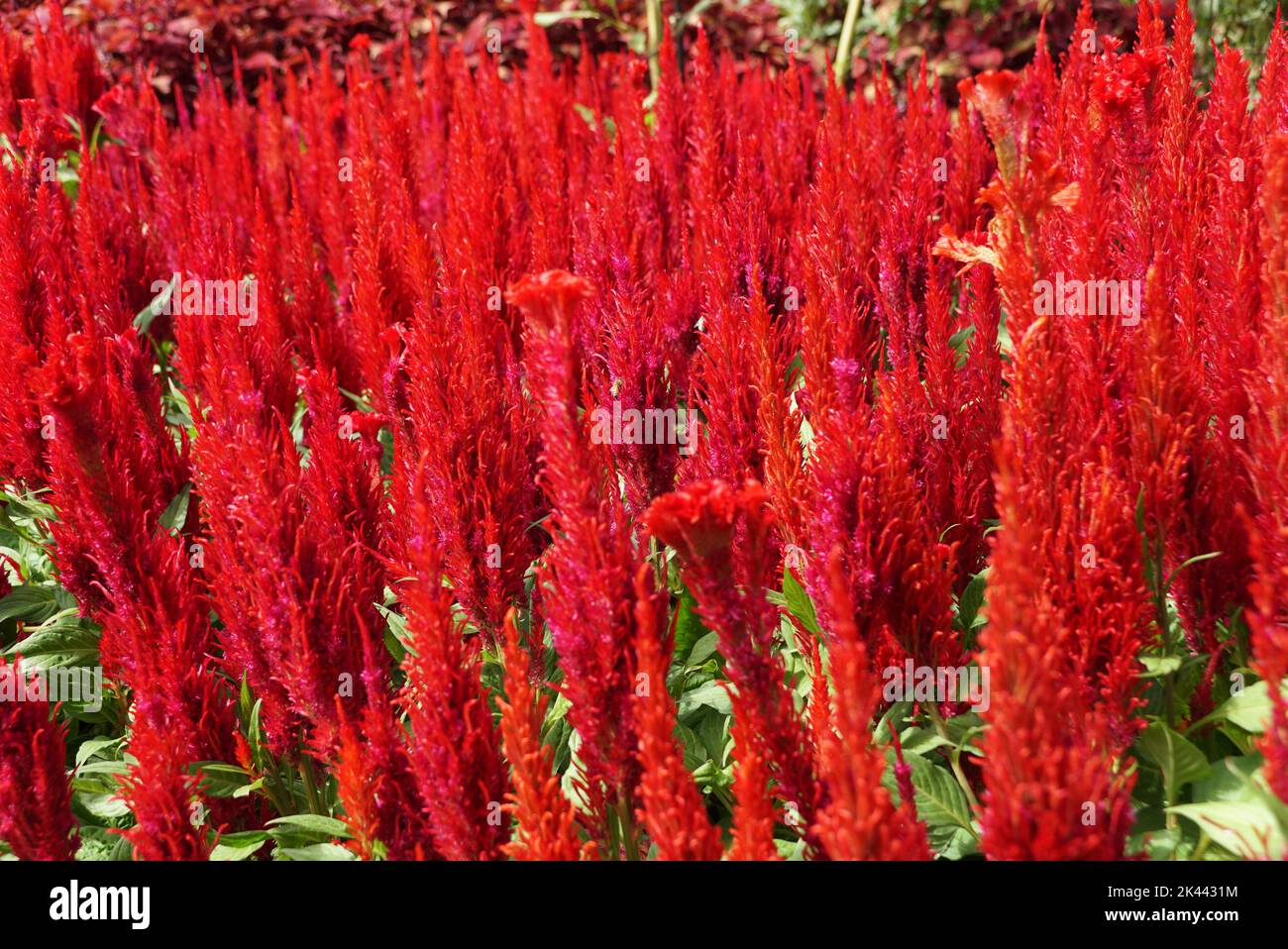 Beautiful flower of bright red Celosia Argentea 'Arrabona' Stock Photo ...