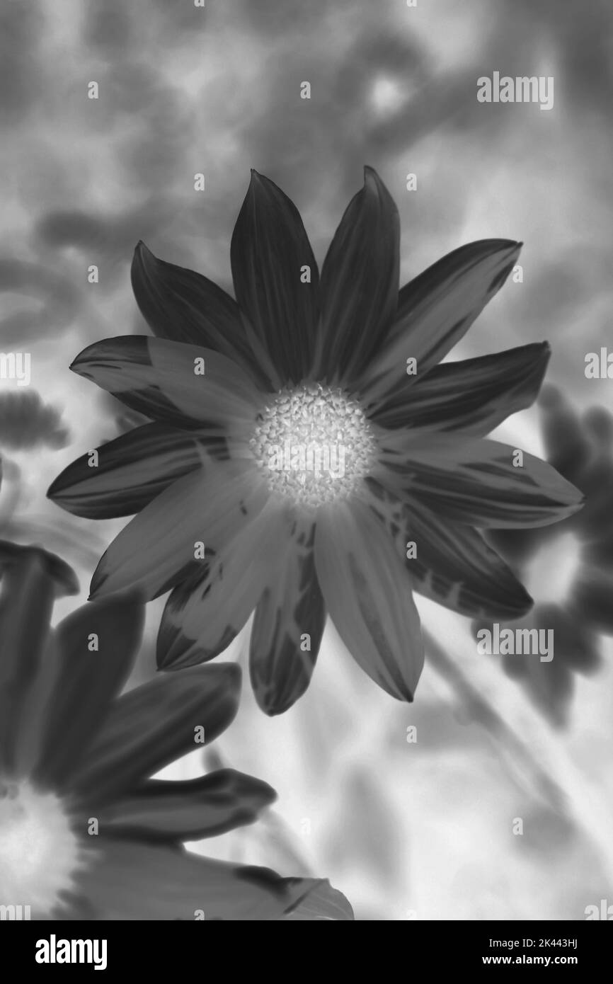 Beautiful colorful flowers growing in the summer flower garden in a ...