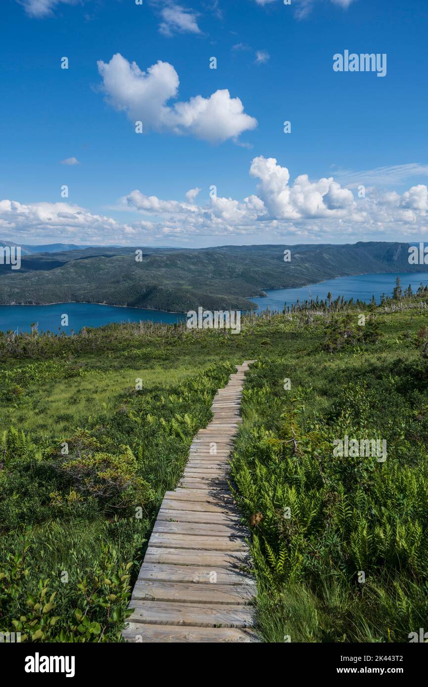 Boardwalk in landscape in gros morne national park hi-res stock ...