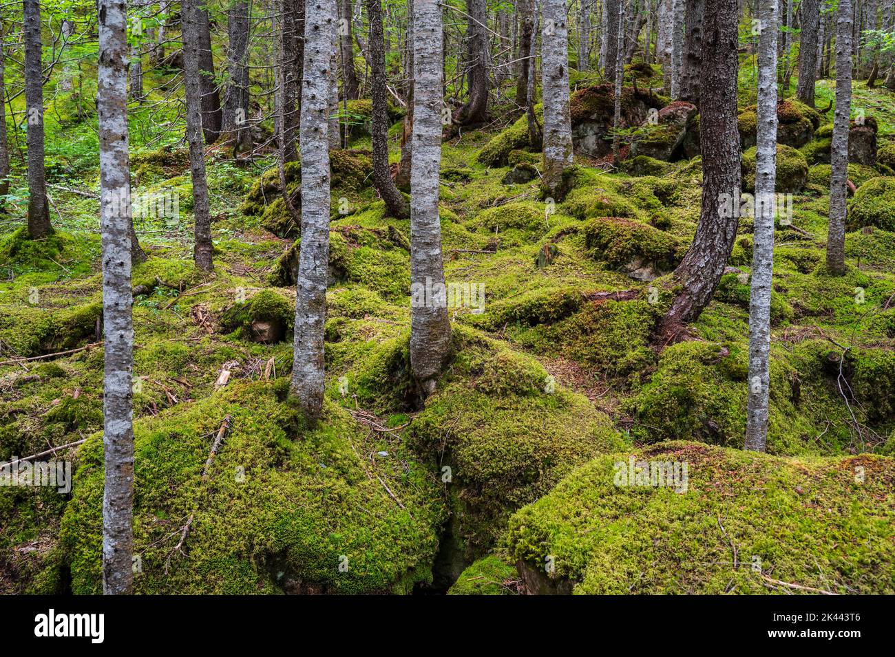 Newfoundland and labrador hi-res stock photography and images - Alamy