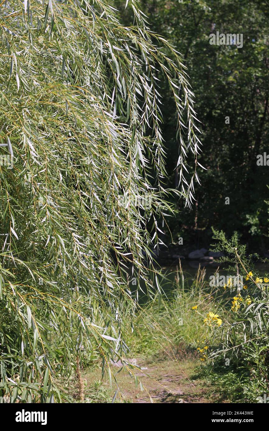 Weeping willow tree growing along the shore in the bright summer sun ...