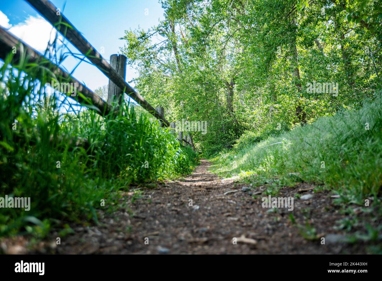 Footpath and fence in forest Stock Photo - Alamy